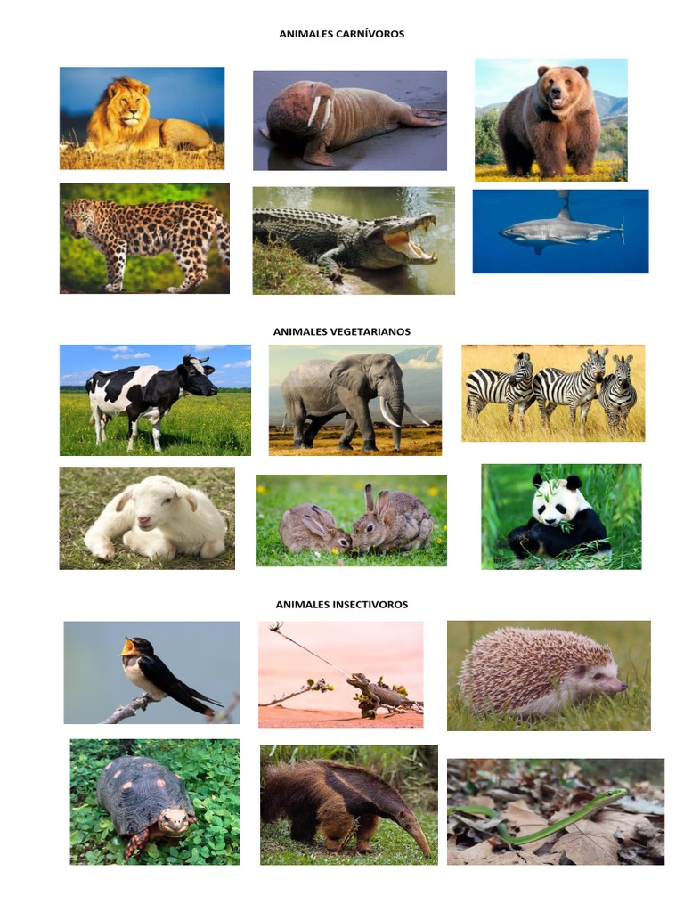 Animales Carnívoros | PDF