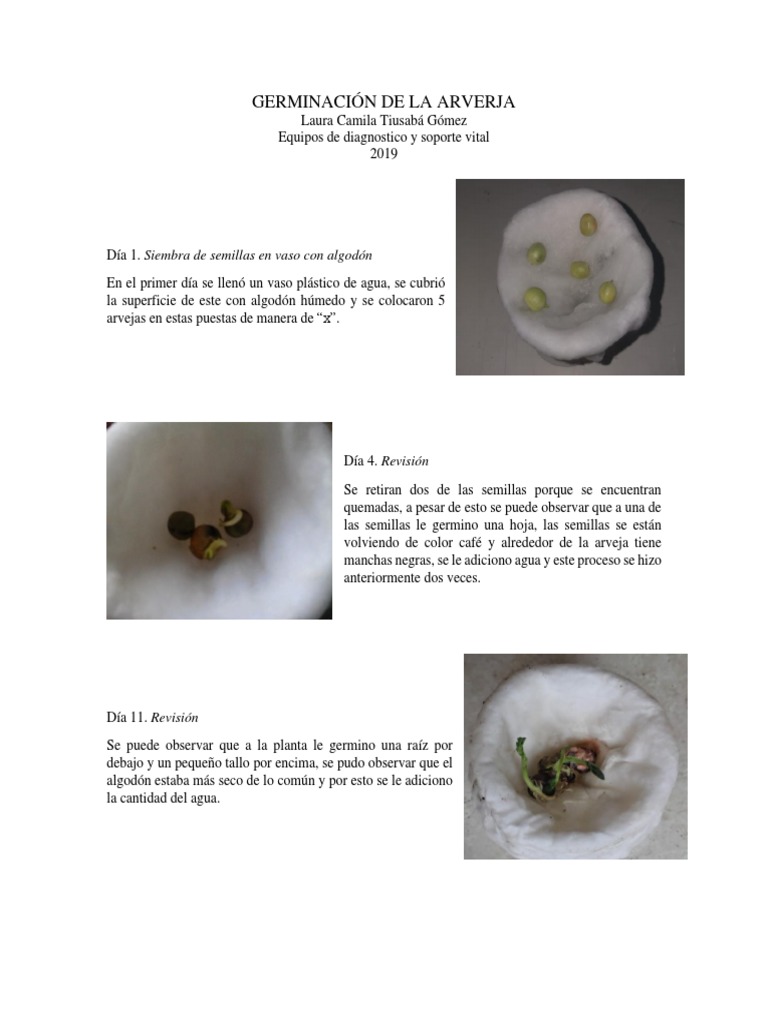 Germinación_de_arveja_tiusabá | PDF | Hoja | Raíz