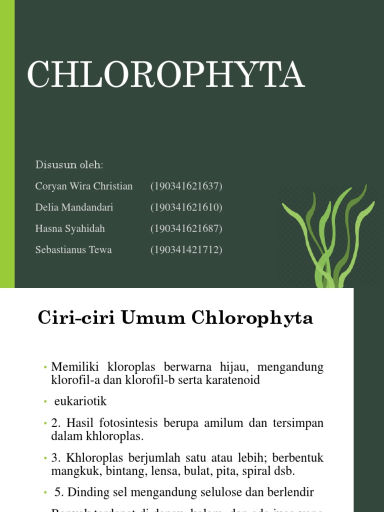 Kelompok 1 - Chlorophyta - PPT | PDF