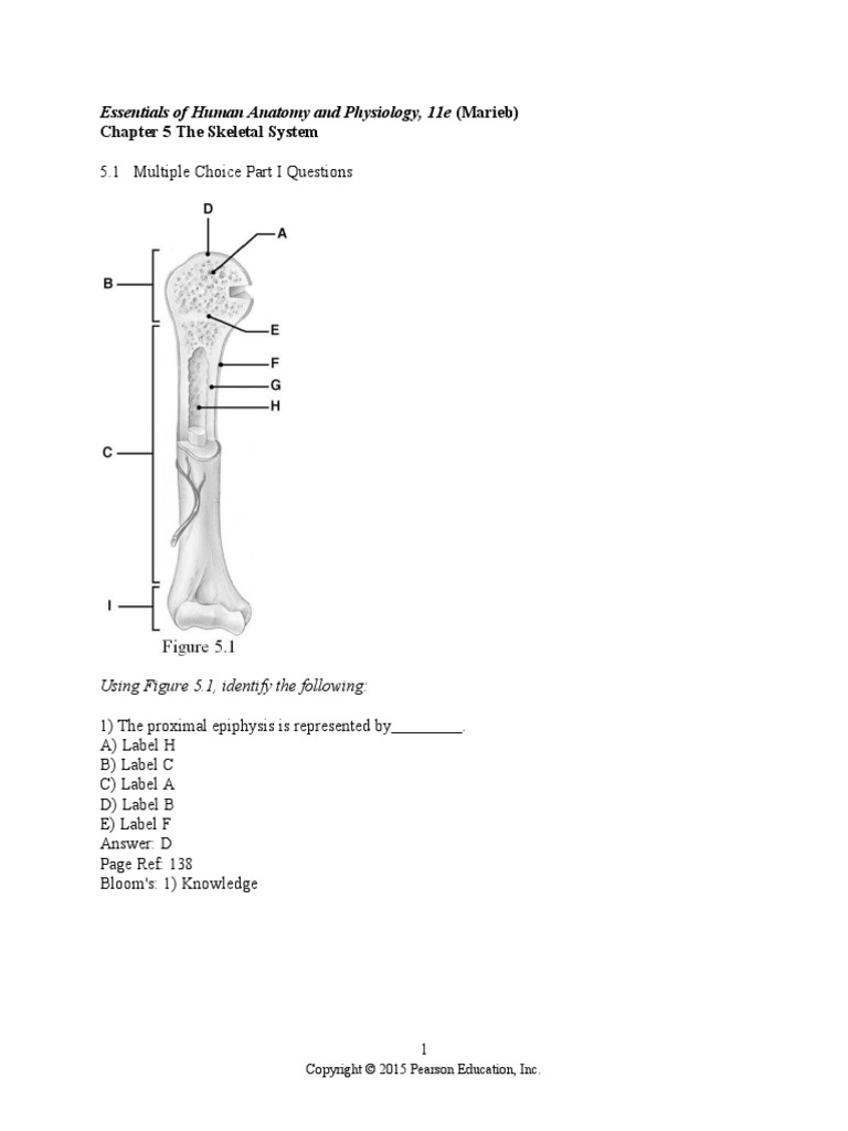 5.1 Multiple Choice Part I Questions: Chapter 5 The Skeletal System ...