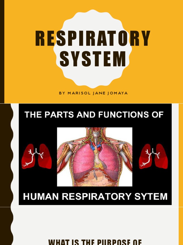 Chapter 6 Respiratory System | PDF | Respiratory Tract | Lung