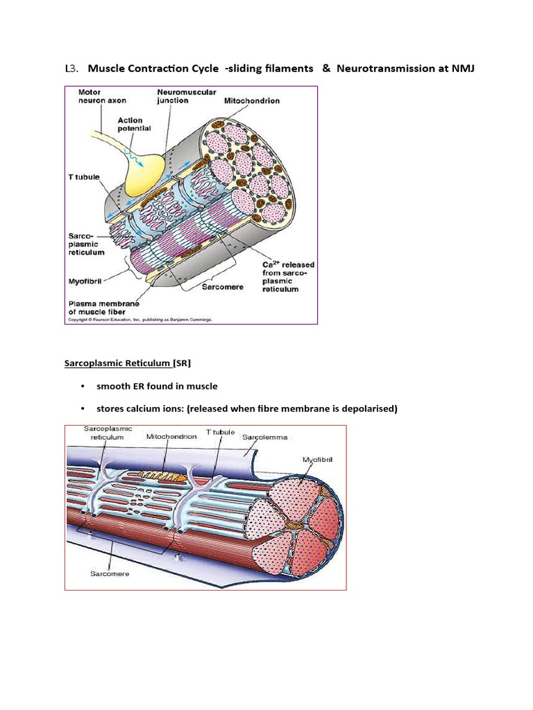 Muscle Contraction and NMJ Mechanisms | PDF | Muscle Contraction | Actin
