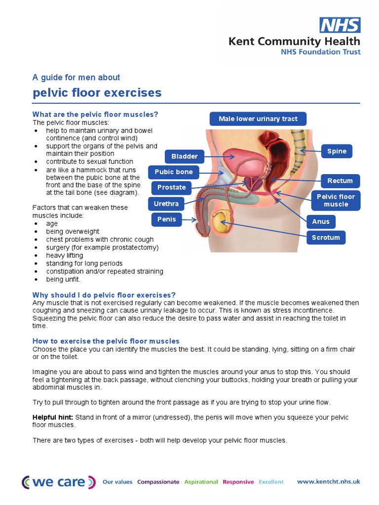 Pelvic Floor Exercises: A Guide For Men About | PDF | Urinary ...