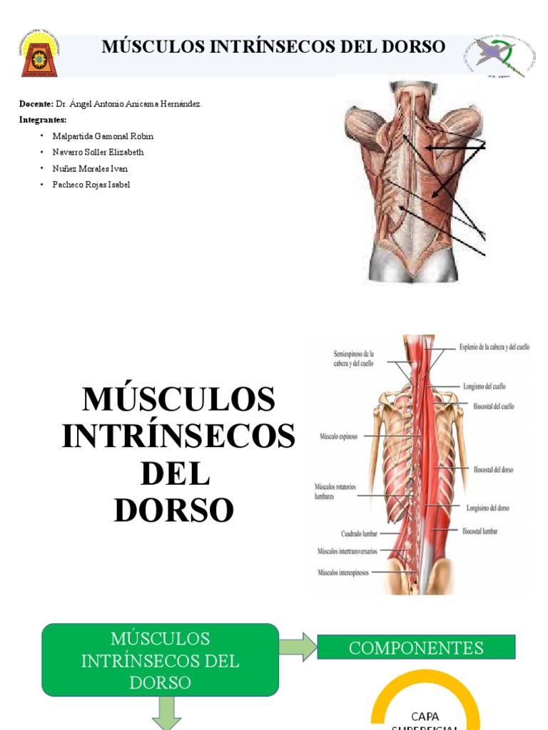 Músculos Intrínsecos | PDF | La columna vertebral | Vértebra