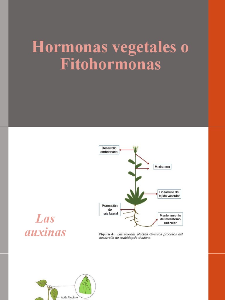 Hormonas Vegetales o Fitohormonas | PDF