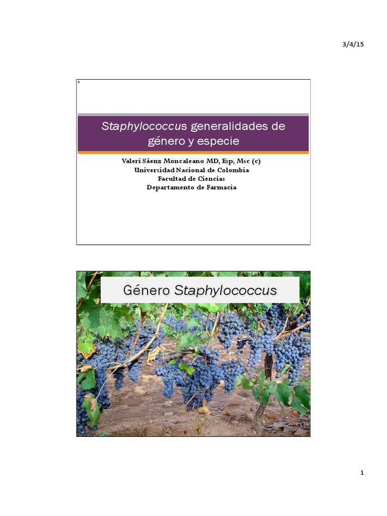 Staphylo | PDF | Staphylococcus Aureus | Microbiología