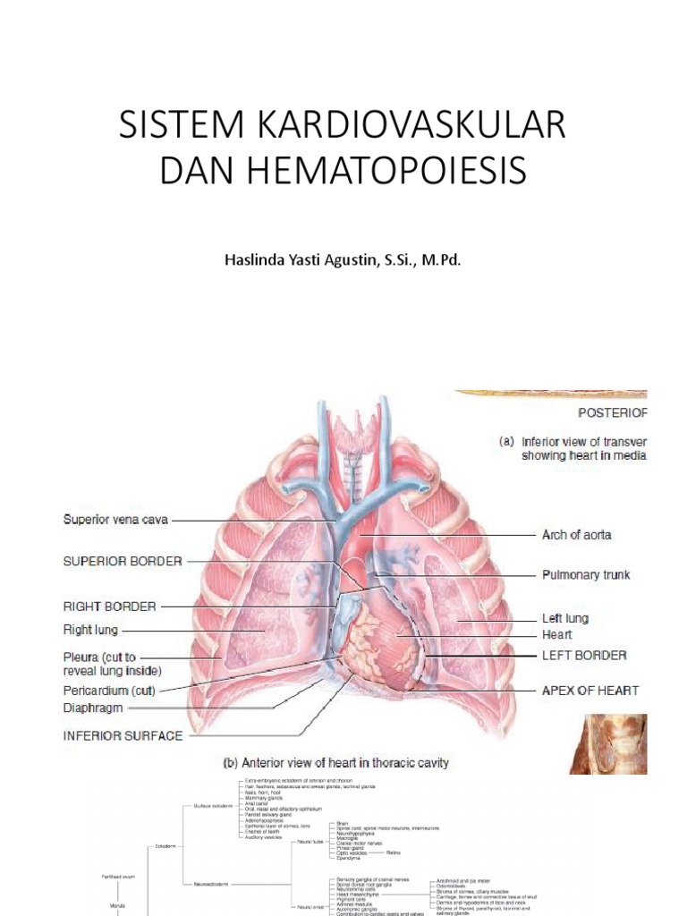 Perkembangan Sistem Kardiovaskular | PDF