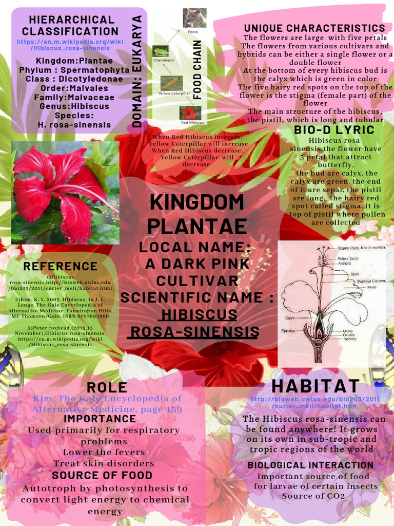 Hierarchical Classification: Kingdom Plantae | PDF | Branches Of Botany ...