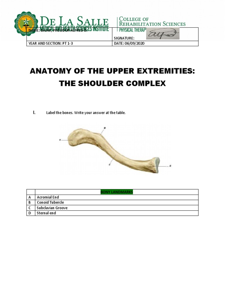 Anatomy of The Upper Extremities: The Shoulder Complex | PDF ...