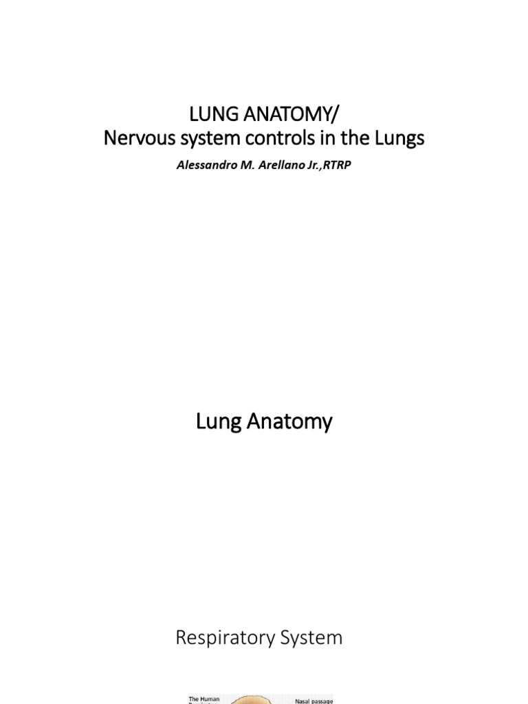 LUNG ANATOMY Student | PDF | Lung | Respiratory Tract