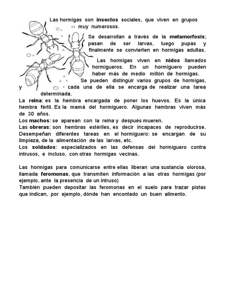 Características de las hormigas sociales | PDF | Ciencia y matemáticas ...