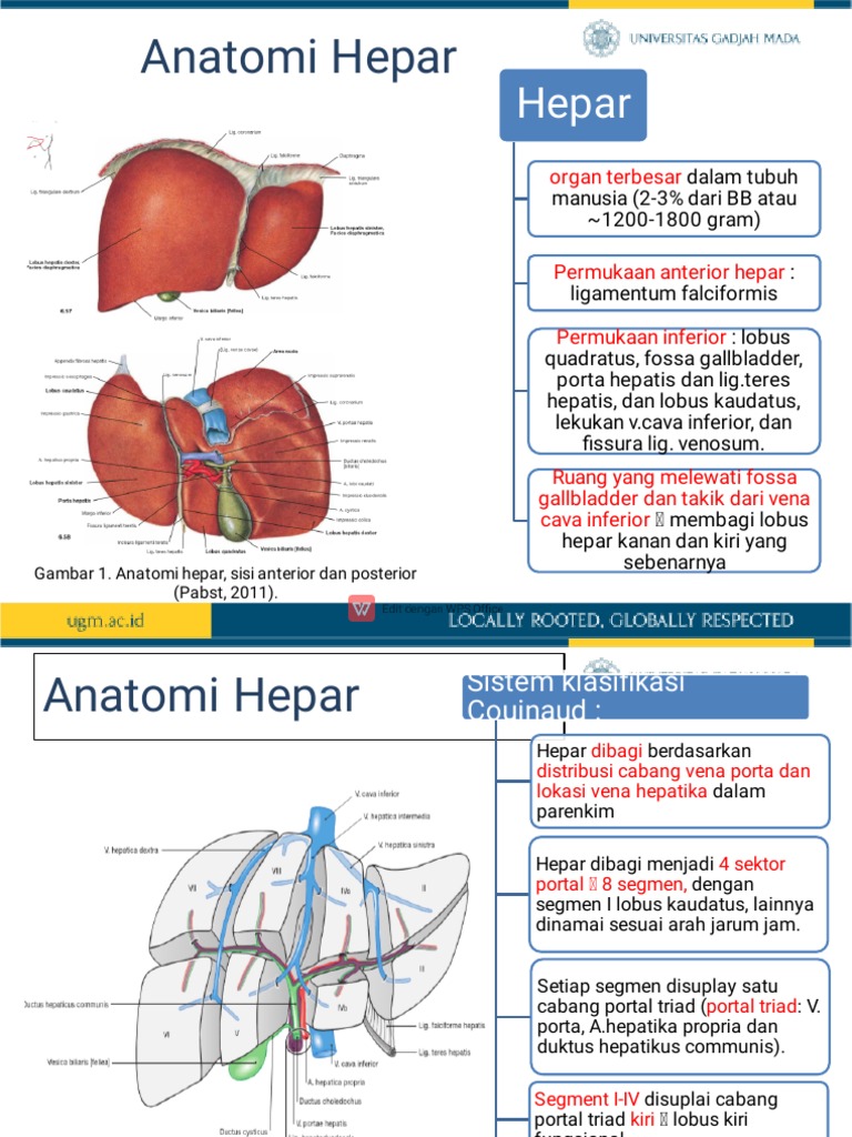 Anatomi Hepar PDF | PDF