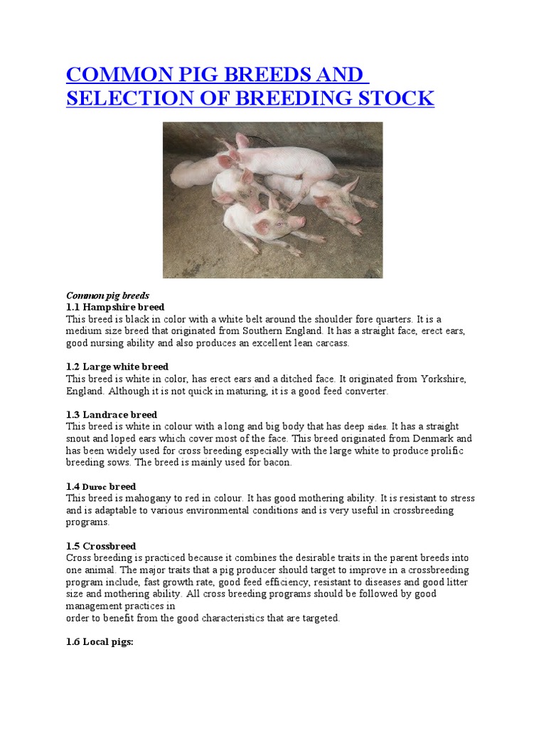 Common Pig Breeds and Selection of Breeding Stock: 1.1 Hampshire Breed ...