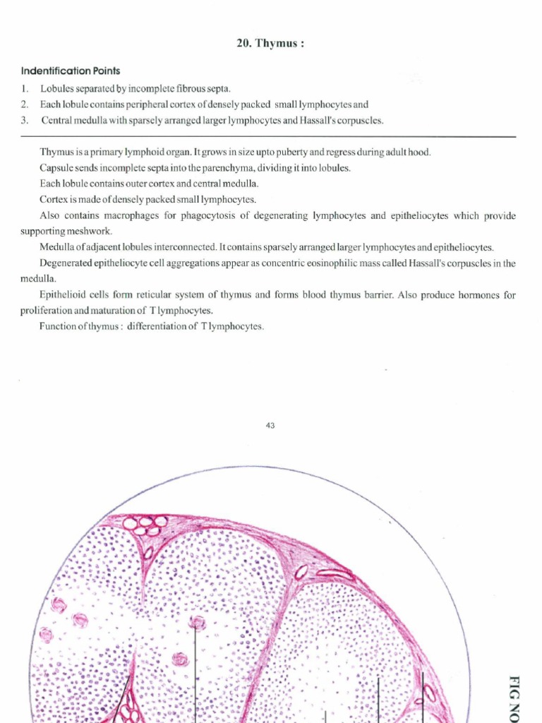 Histology Notes 2 | PDF | Stomach | Epithelium