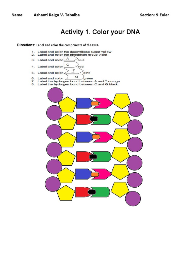 Labeling and Coloring the Key Components of DNA Structure | PDF