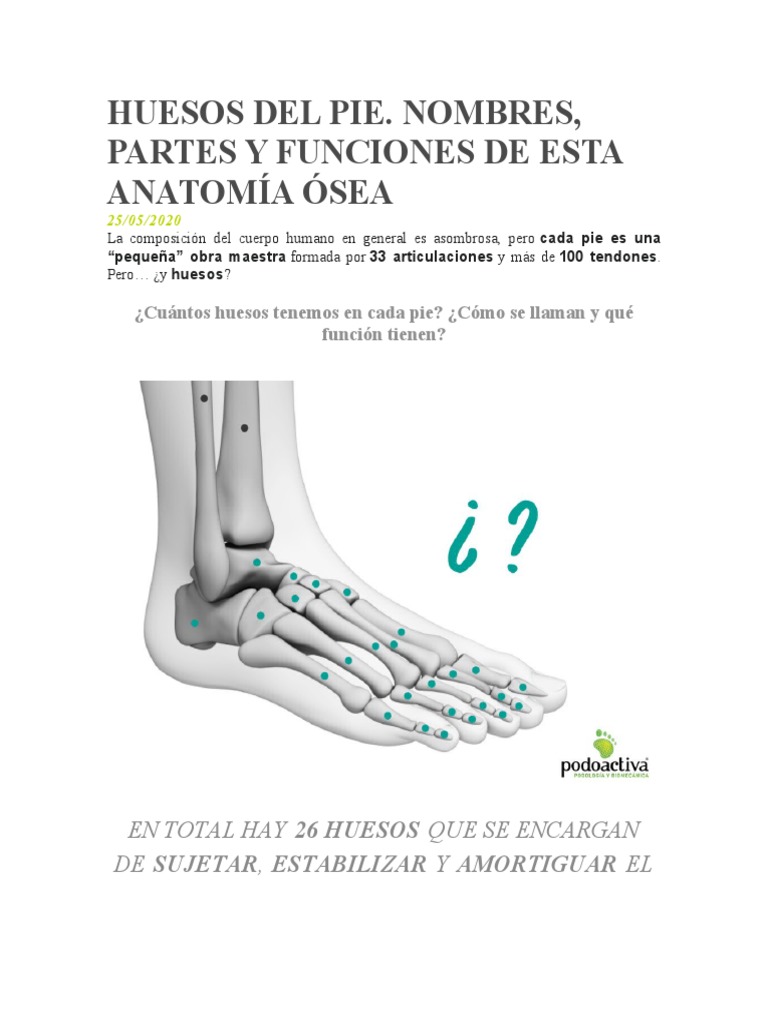 Huesos del Pie: Nombres y Funciones | PDF | Pie | Anatomía