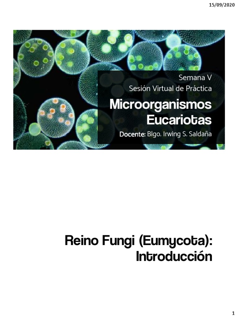 Microorganismos Eucariotas: Reino Fungi (Eumycota) : Introducción | PDF ...