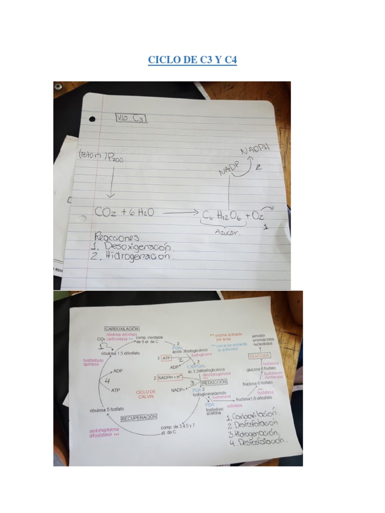 Ciclo de C3 y C4 | PDF
