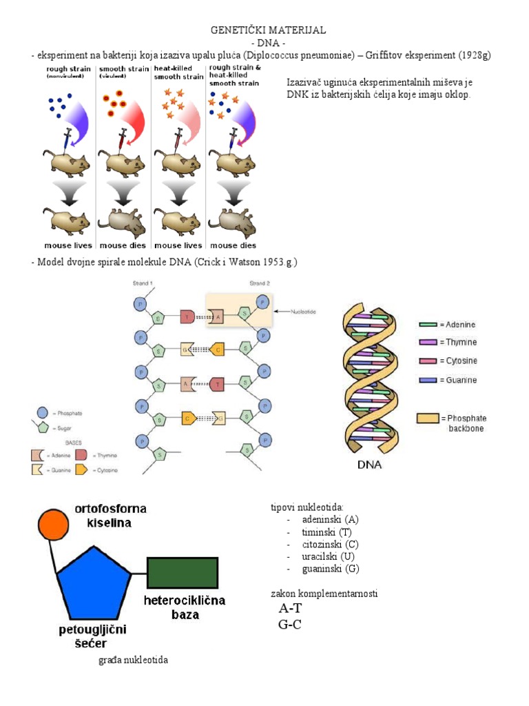 Geneticki Materijal | PDF