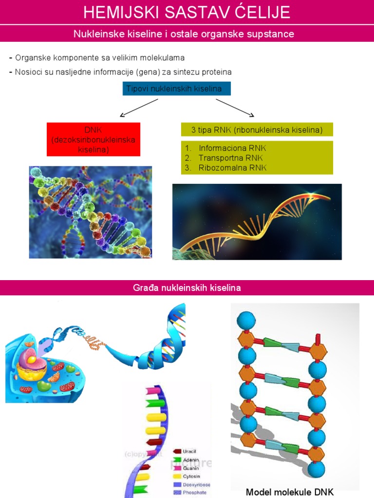 Gradja DNK I RNK - Pps | PDF