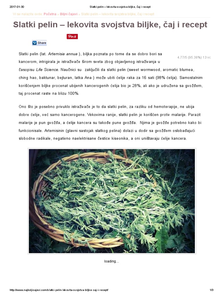 BEJTURAN Slatki Pelin - Lekovita Svojstva Biljke, Čaj I Recept | PDF