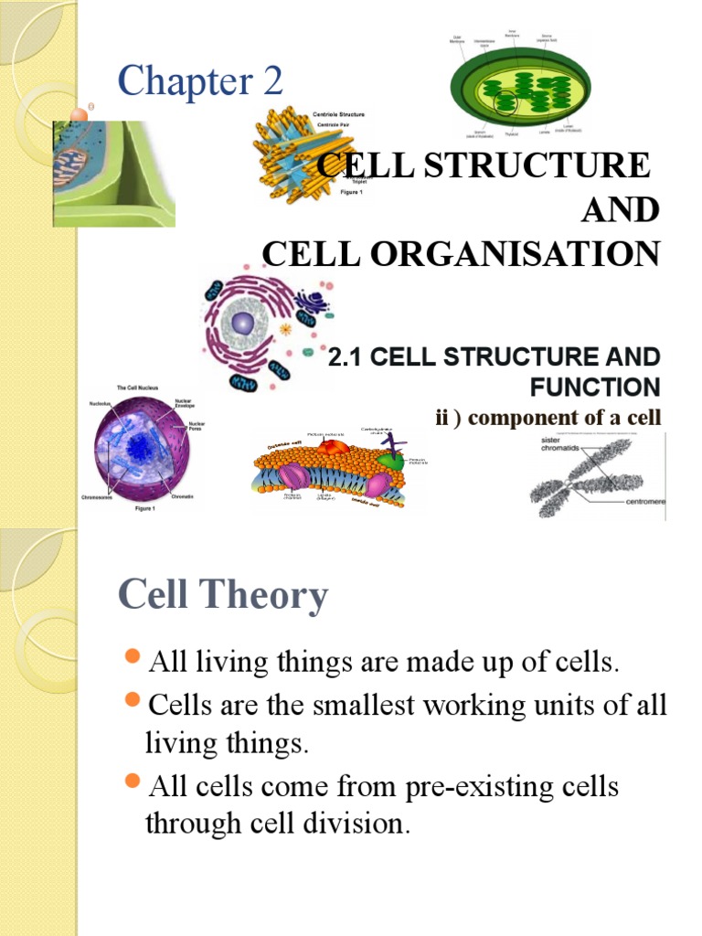 Cell Structure AND Cell Organisation | PDF | Cell (Biology) | Cell Membrane