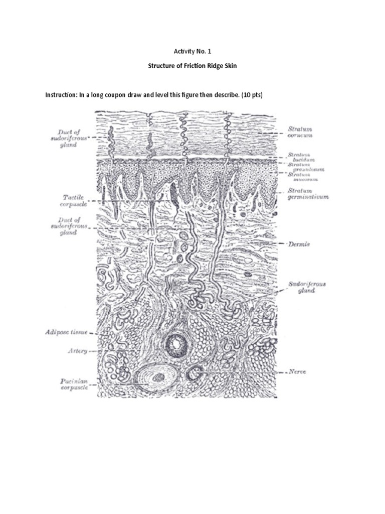 Activity No. 1: Structure of Friction Ridge Skin | PDF