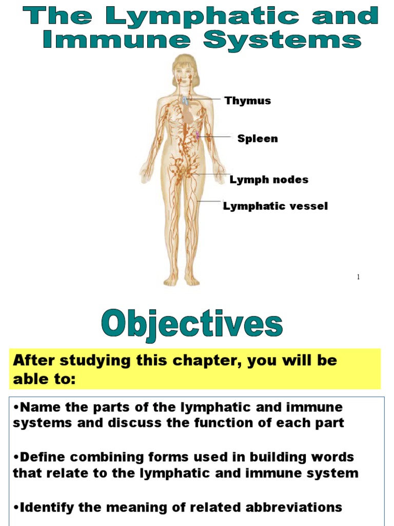 Understanding the Lymphatic and Immune Systems: Organs, Structures ...