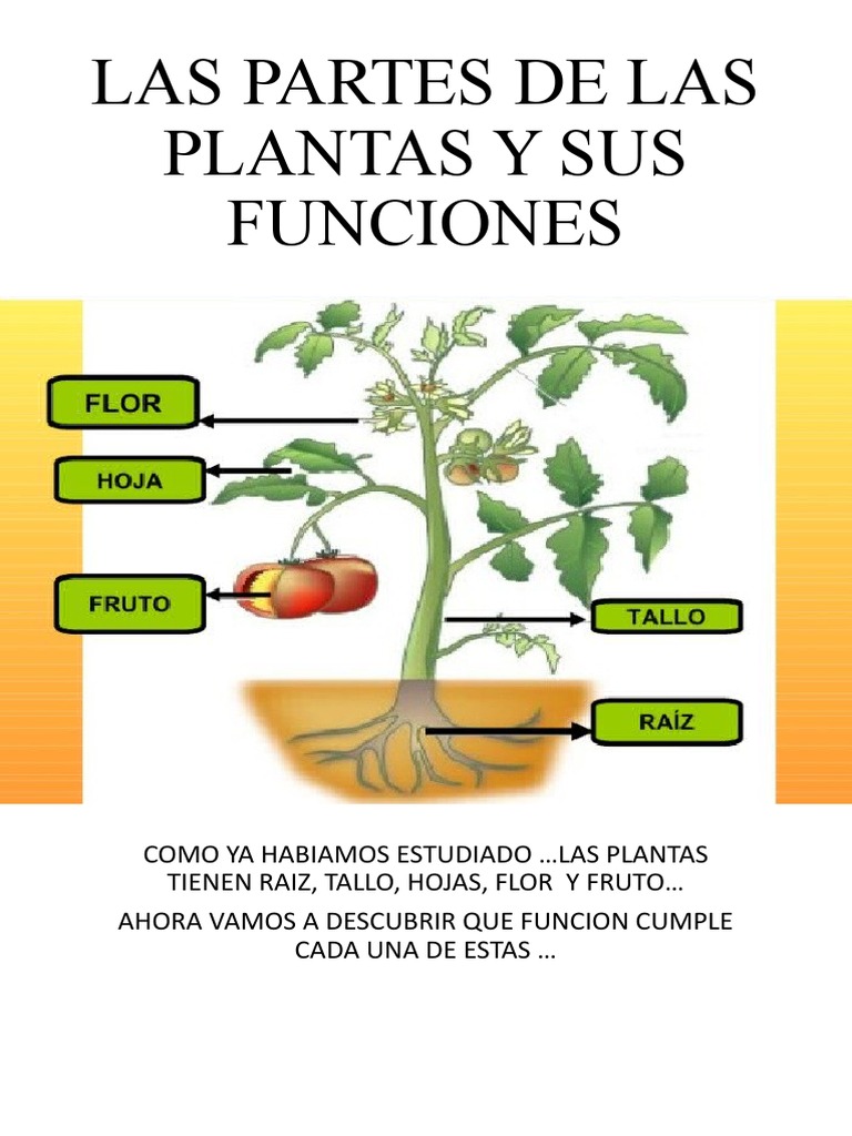 Las Partes de Las Plantas y Sus Funciones | PDF