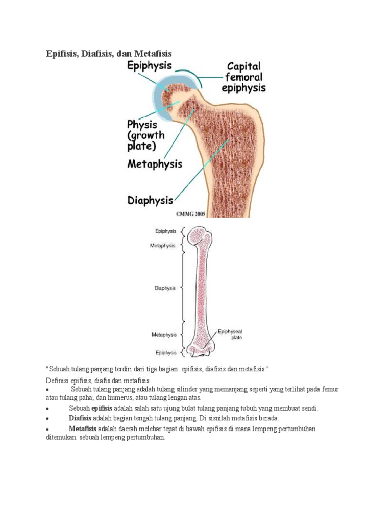 Epifisis, Diafisis, Metafisis | PDF