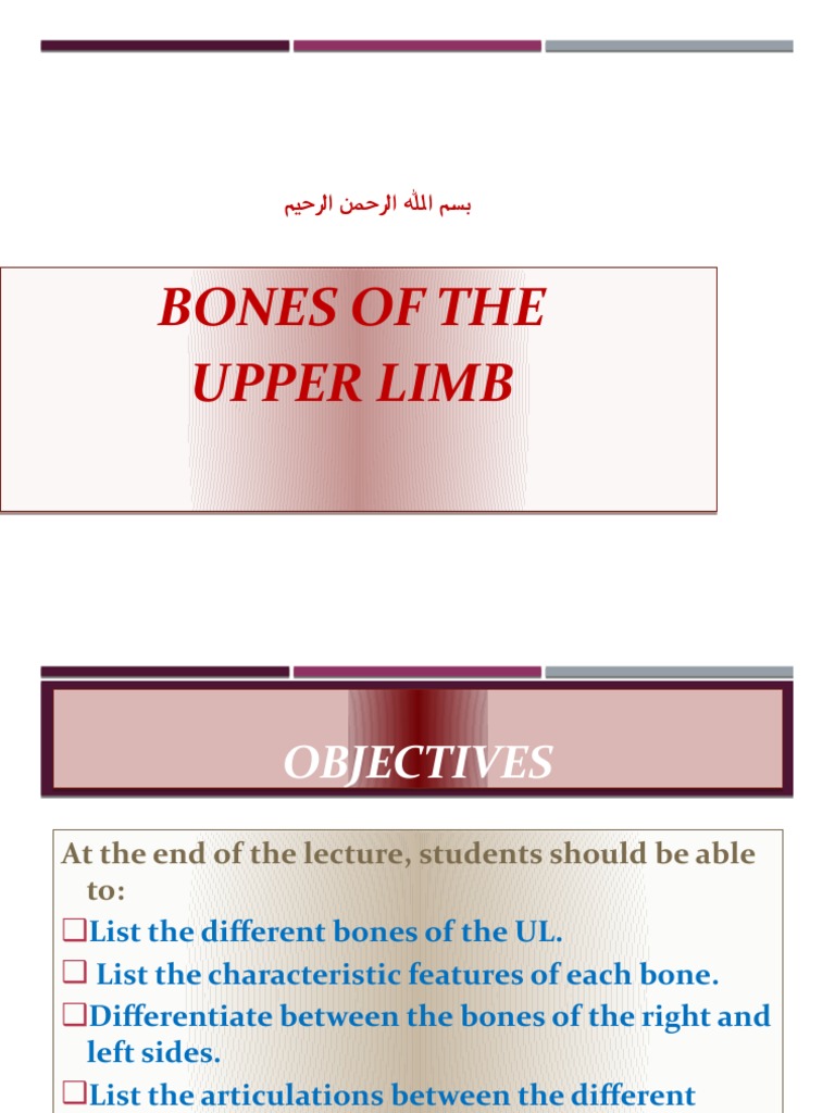 Bones of the Upper Limb | PDF | Hand | Skeletal System