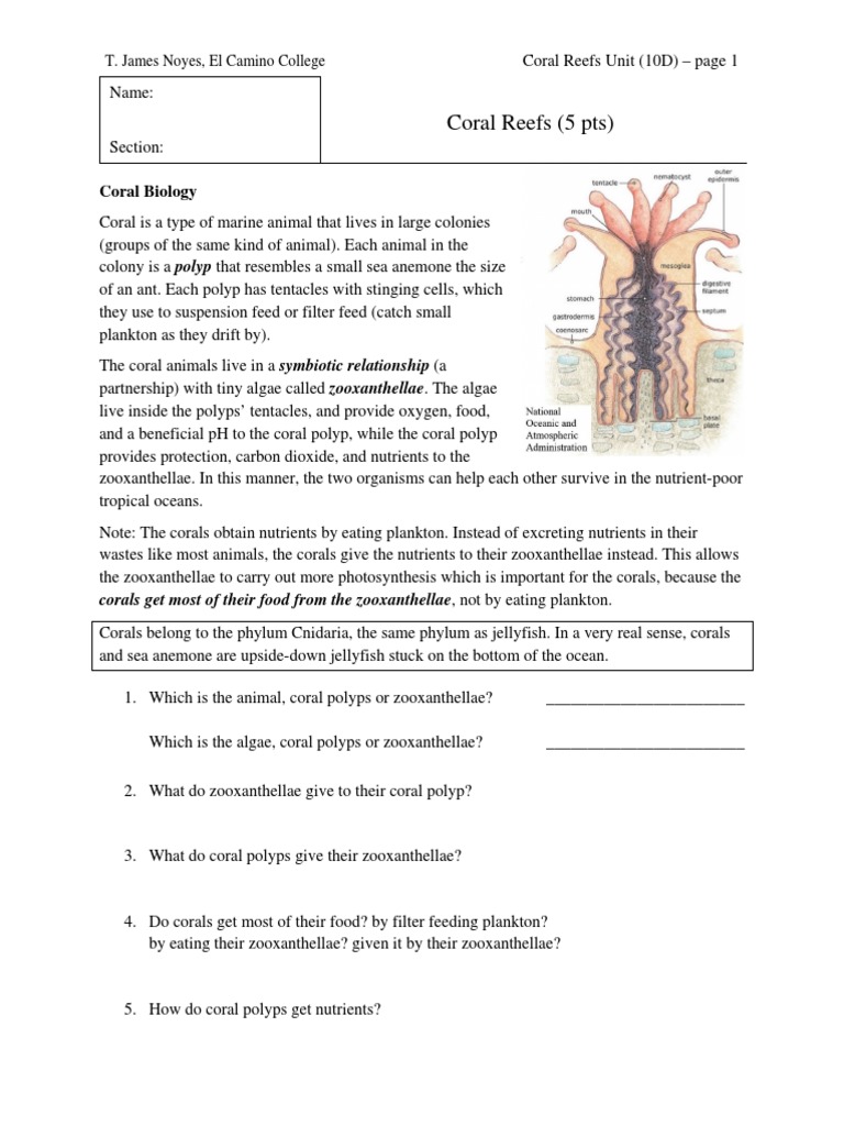 10D Unit-Coral Reefs PDF | PDF | Coral Reef | Plankton