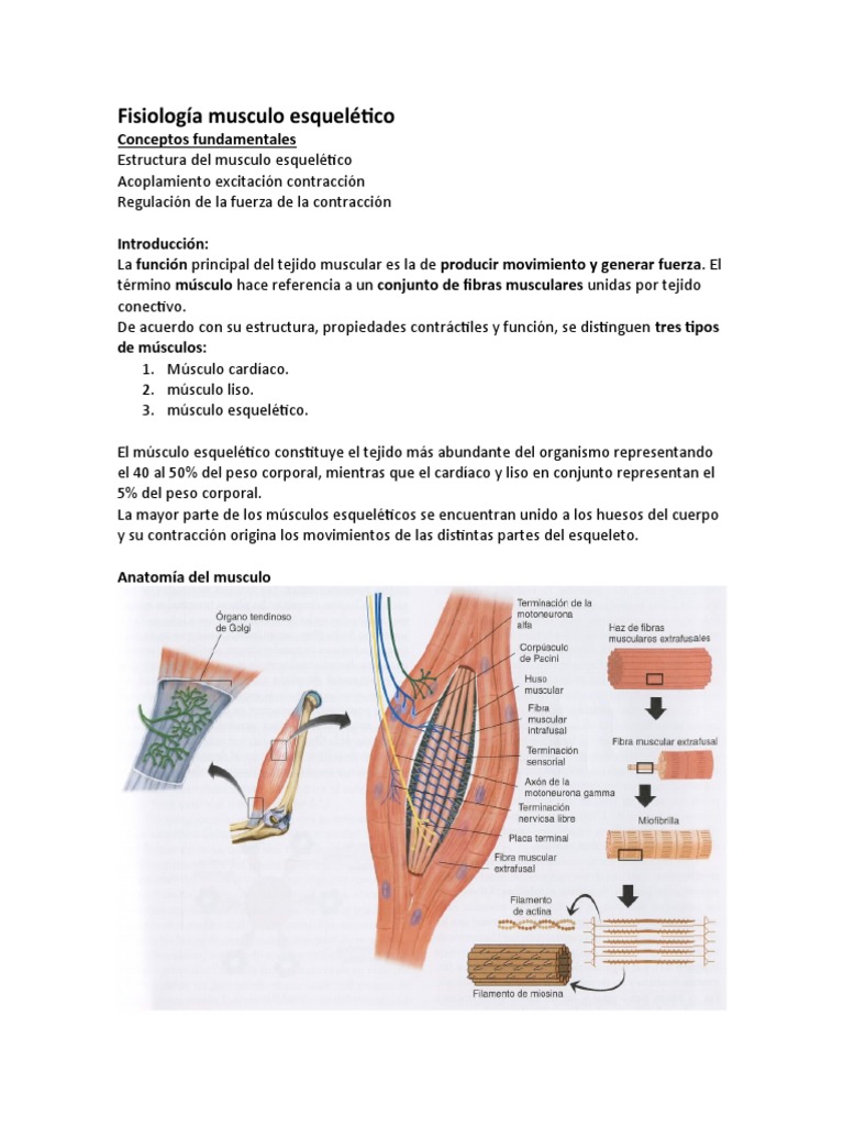 Fisiología Musculo Esquelético y Reflejos | PDF | Contracción muscular ...