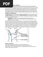 Anatomía de la Mama Femenina | PDF | Pecho | Sistema linfático