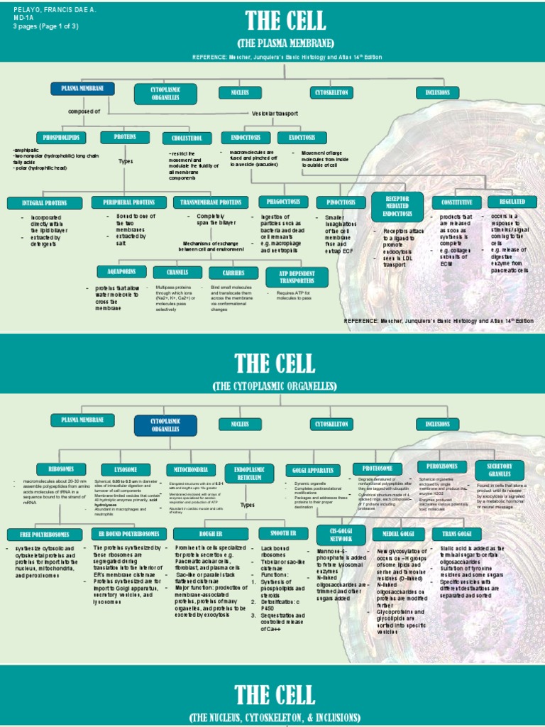 THE CELL Concept Map | PDF | Endoplasmic Reticulum | Cell Membrane