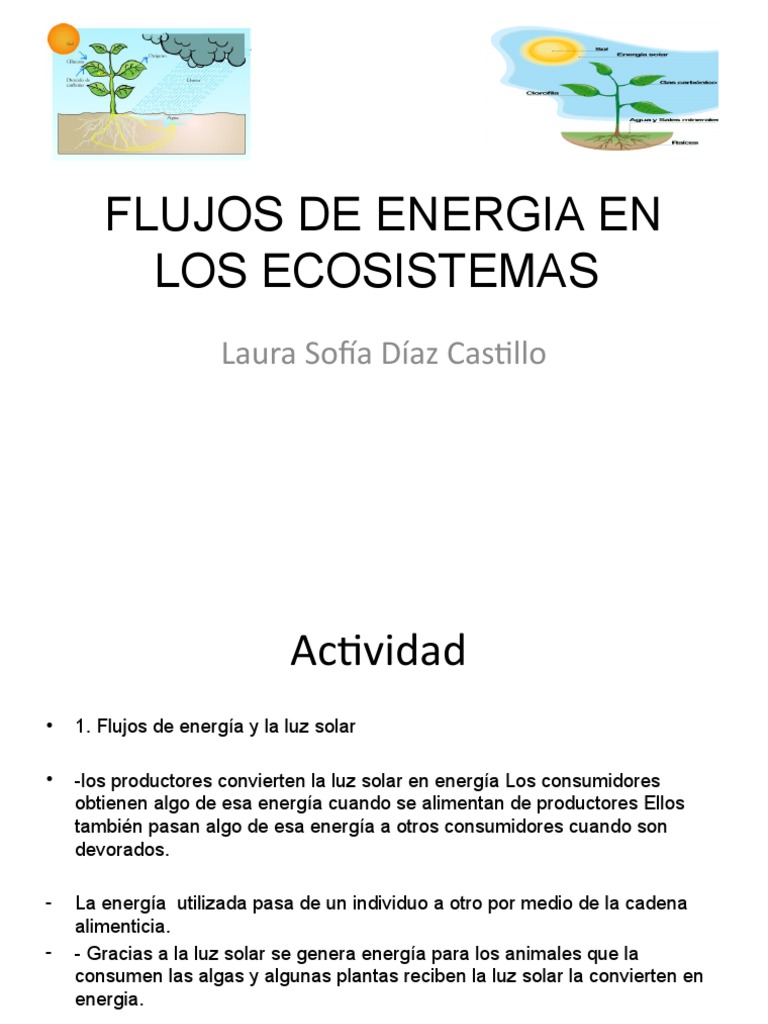Flujos de Energia en Los Ecosistemas | PDF | Red alimentaria ...
