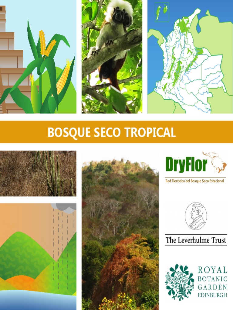 Cartilla Bosque Seco PDF | PDF | Los bosques | Deforestación