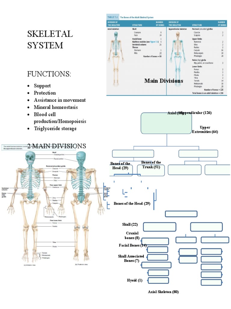 SKELETAL SYSTEM Reviewer | PDF | Vertebra | Vertebral Column