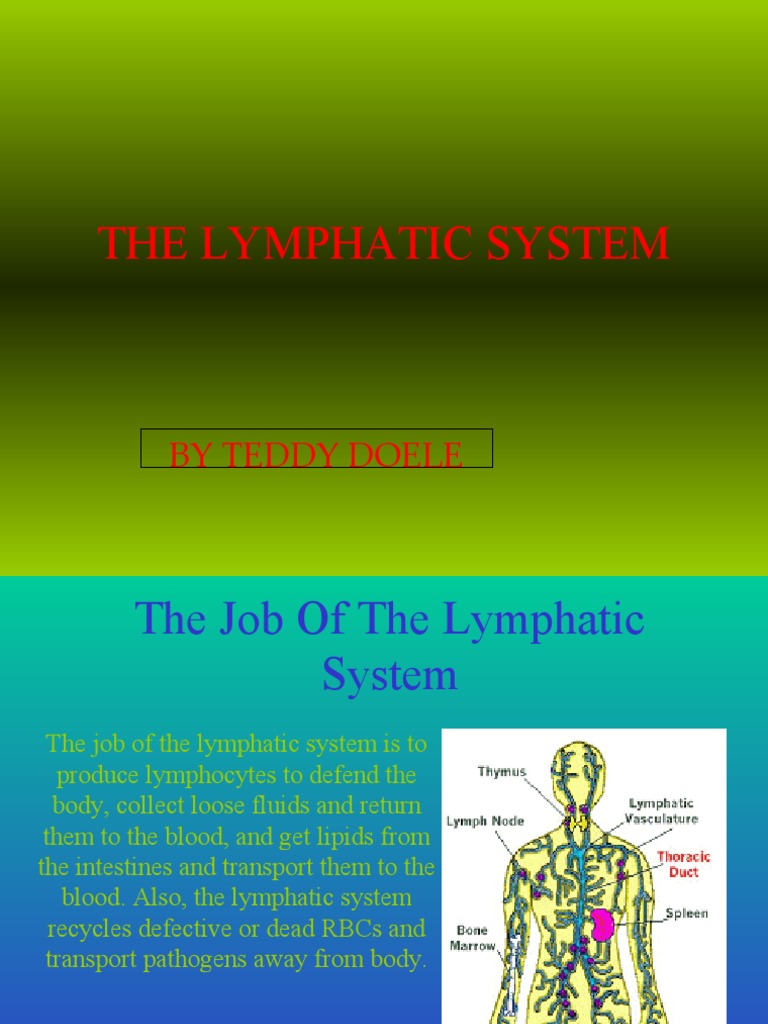 The Lymphatic System | PDF | Lymphatic System | Lymphocyte