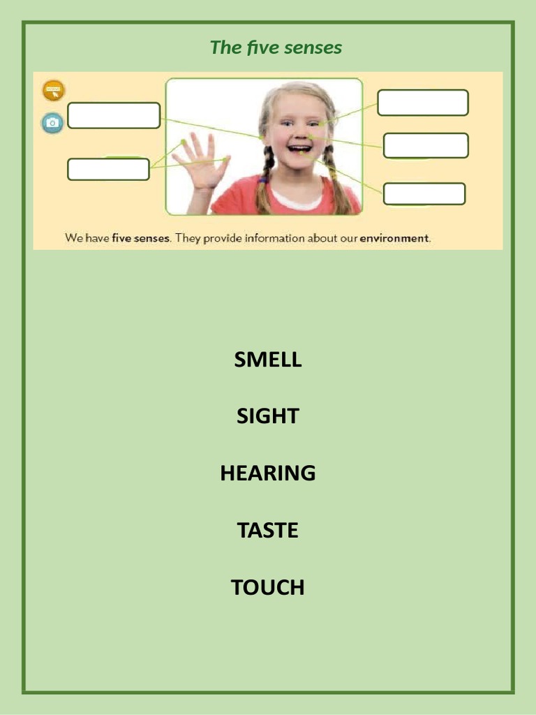 The Five Senses | PDF