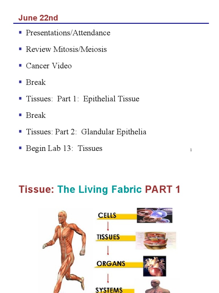 Histology | PDF | Epithelium | Tissue (Biology)