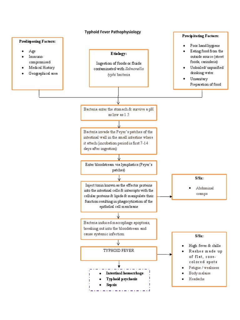 Typhoid Fever Pathophysiology Pdf Salmonella Medicine