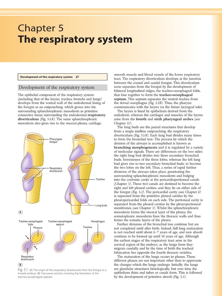 Development of The Respiratory System | PDF | Respiratory Tract | Lung