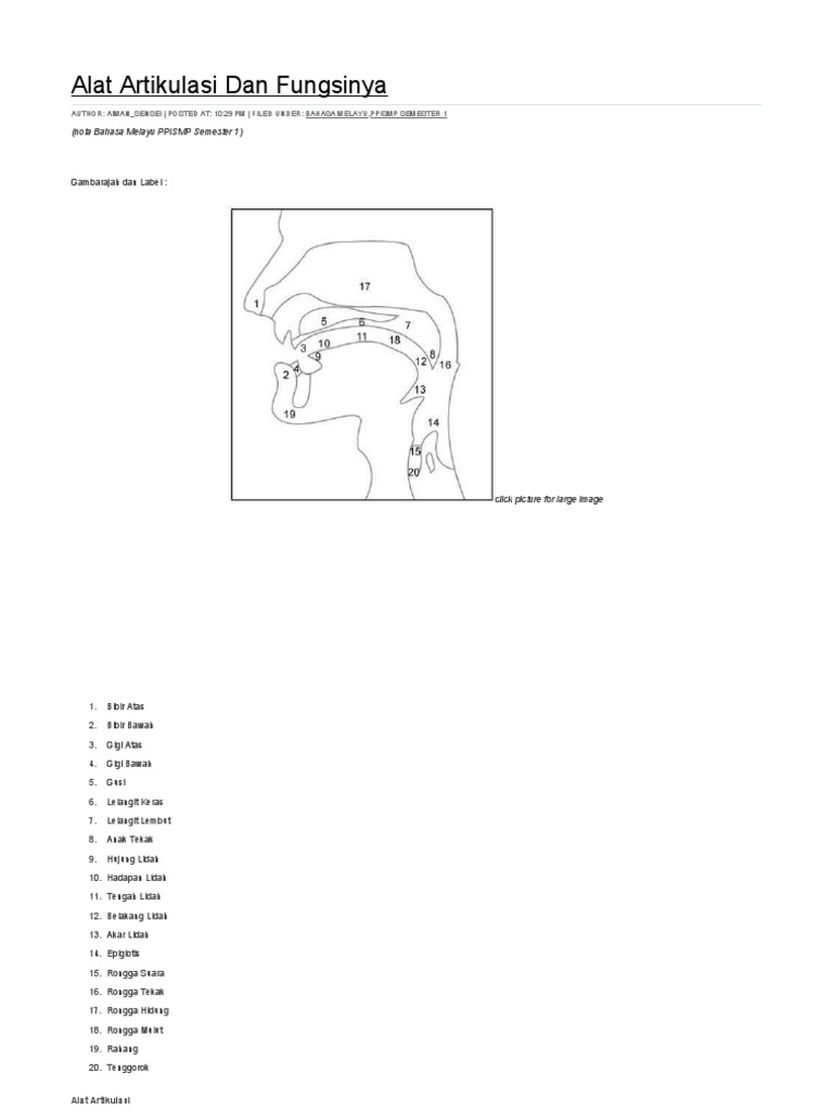 Alat Artikulasi Dan Fungsinya | PDF