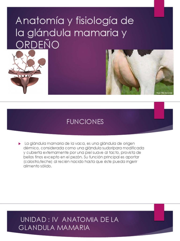 Anatomía y fisiología de la ubre bovina | PDF | Glucocorticoides | Leche