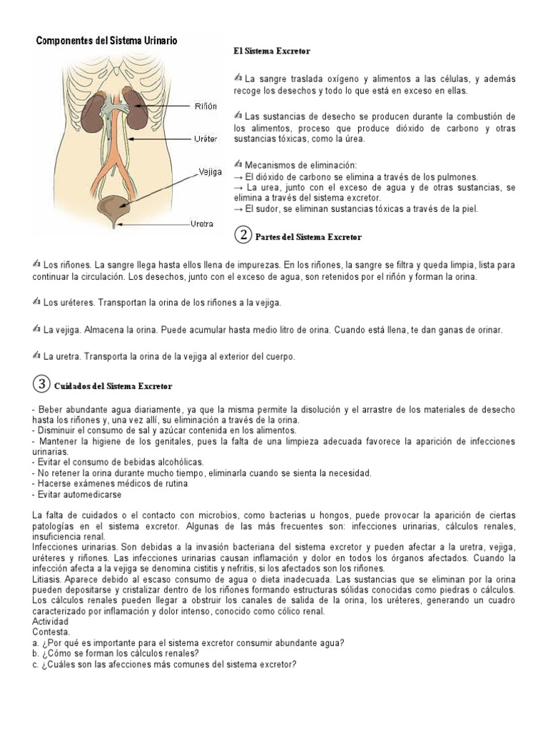 El Sistema Excretor | PDF | Sistema urinario | Orina