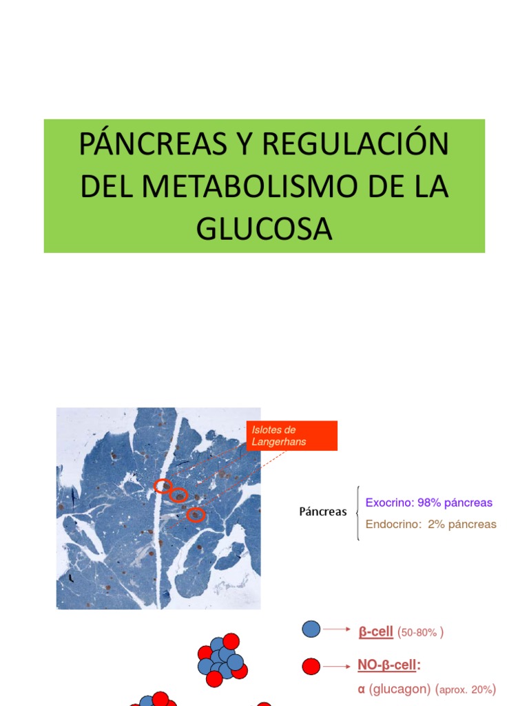 Pancreas (Insulina Glucagon) PDF | PDF | Insulina | Diabetes