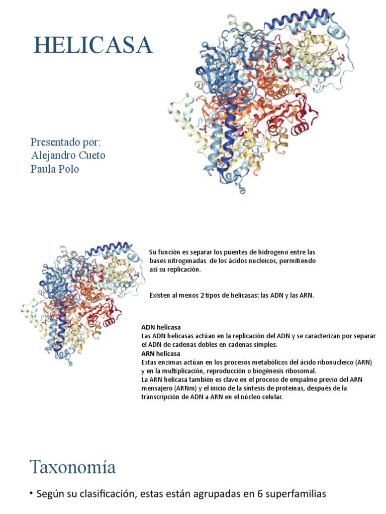 Tipos y Funciones de Helicases en Biología | PDF
