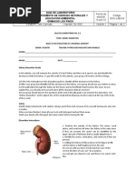Sheep Kidney Dissection Guide | PDF