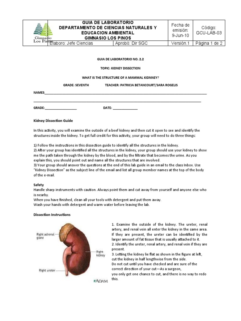 Kidney Dissection Guide for Students | PDF | Kidney | Organ (Anatomy)